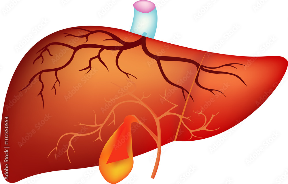 Liver Digestive System