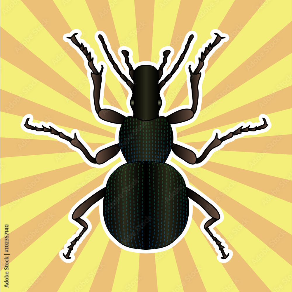 Insect anatomy. Sticker ground beetle bug. Carabidae coleoptera. Sketch ...