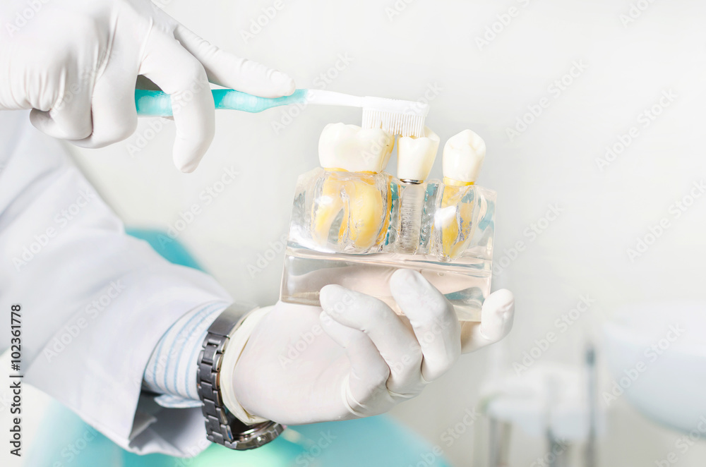 Dentist holding tooth model & brush showing proper tooth brushing ...