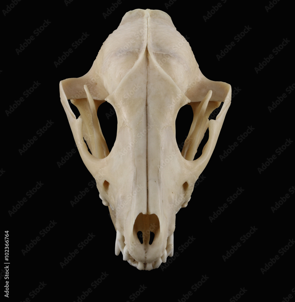 Raccoon (Procyon lotor) skull top view isolated on black on the black ...