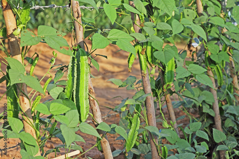 Foto de Fresh winged beans in vegetable garden in India. Also called ...