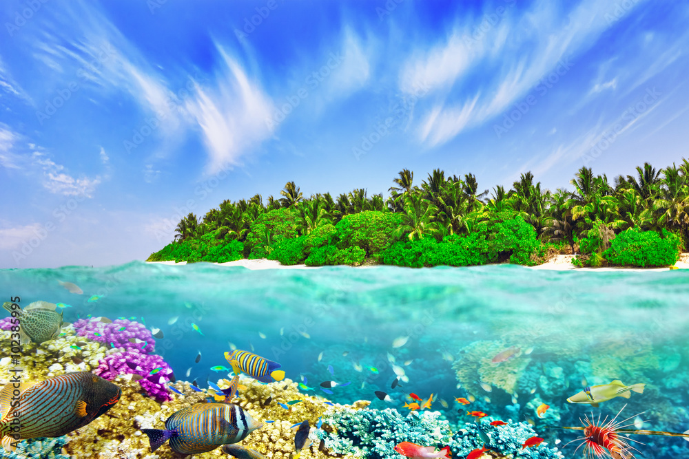 Tropical island and the underwater world in the Maldives. Thoddo Stock ...