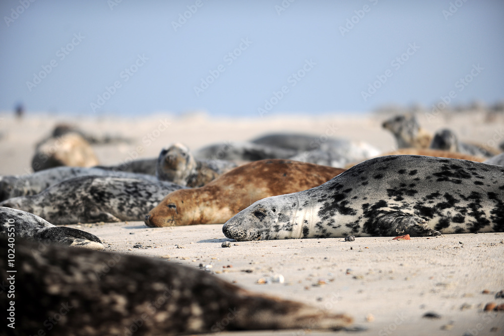 Seehunde am Strand foto de Stock | Adobe Stock
