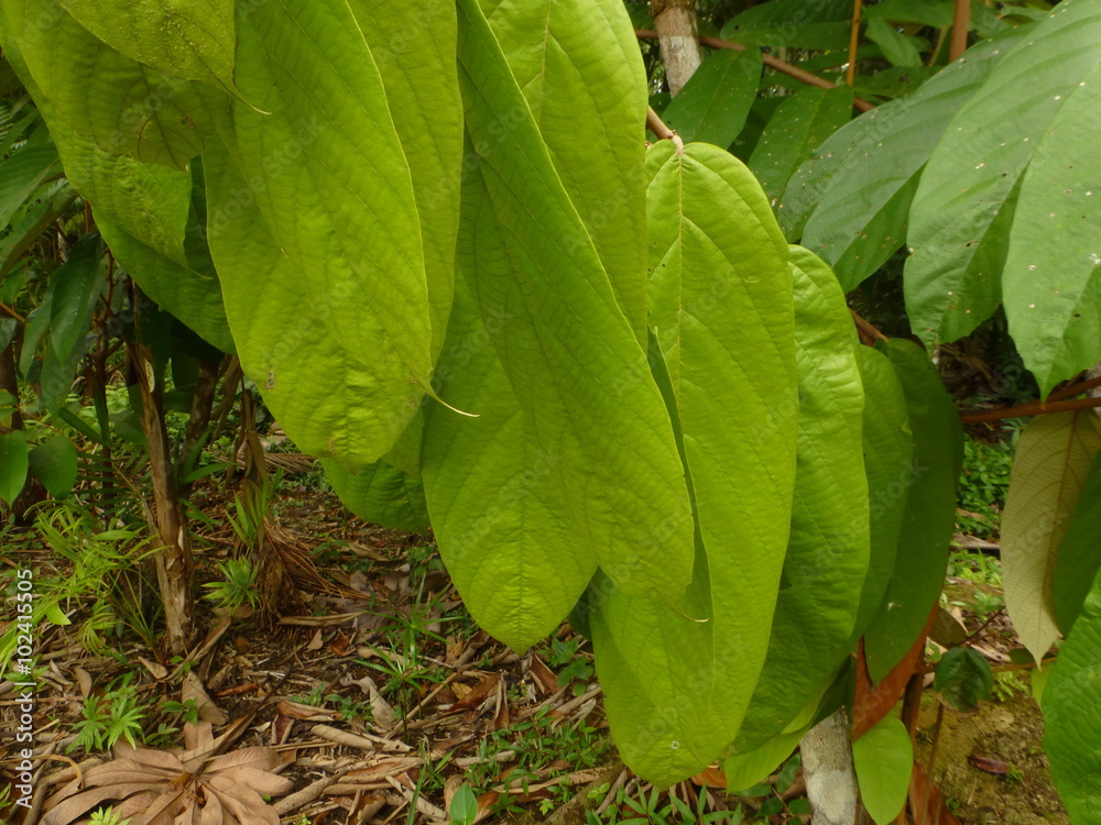 Cupuaçu tree (Theobroma grandiflorum) Amazonas, Brazil Stock Photo ...