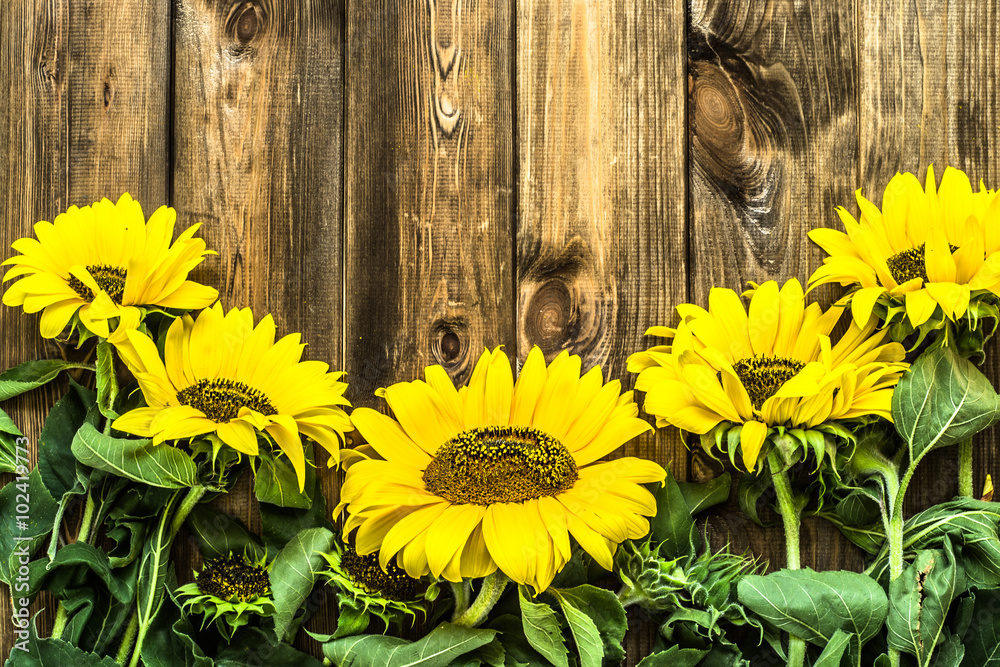 Sunflowers on rustic wood background. Flowers backgrounds. Stock Photo ...
