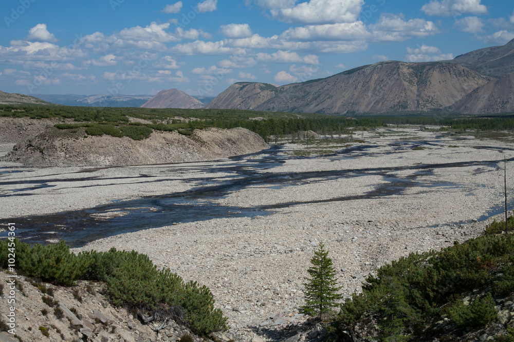 Cedar elfin and larch on the edge of the river valley. River Labynkyr ...