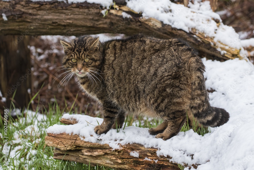 Scottish Wildcat Snow