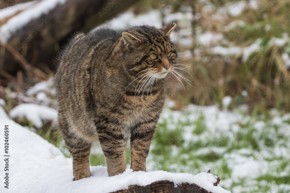 Scottish Wildcat Snow
