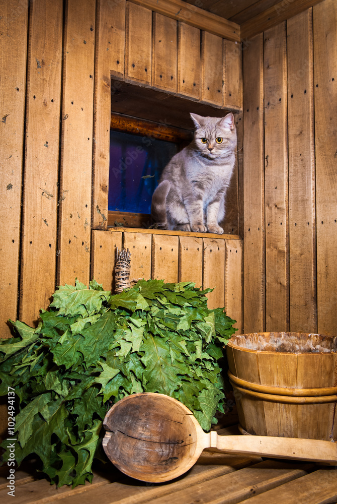 Cat in sauna interior. Accessories and interior of Finnish sauna Stock ...