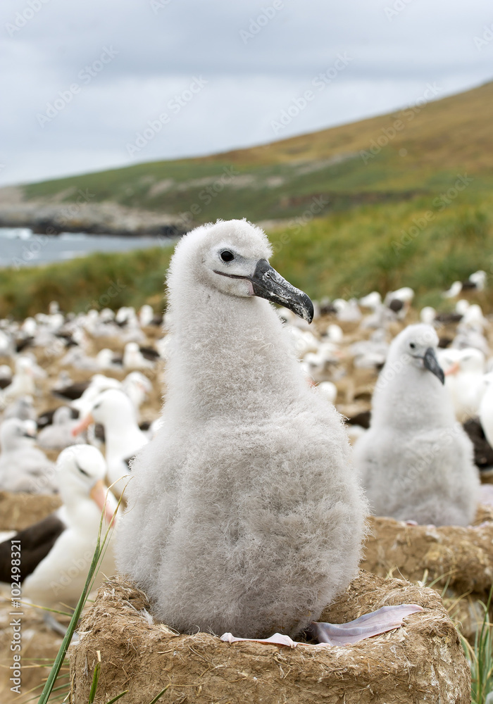 Young black browed albatross sitting on nest, with colony in background ...