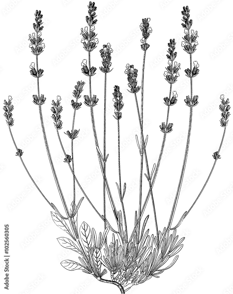 Vintage drawing lavender Stock Illustration | Adobe Stock