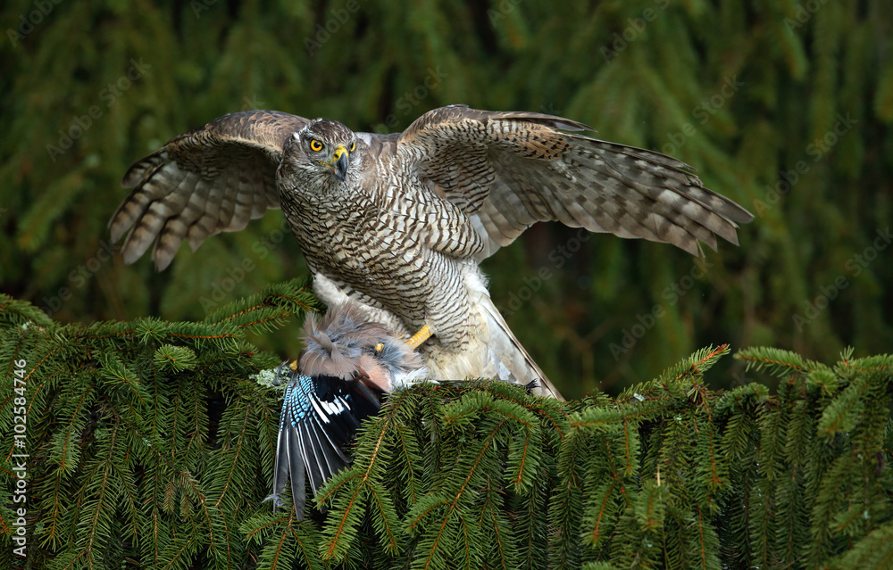 Bird of prey Goshawk kill European Jay on the green spruce tree Stock ...