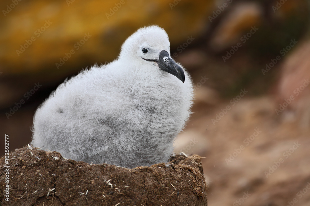 Cute baby of Black-browed albatross, Thalassarche melanophris, sitting ...