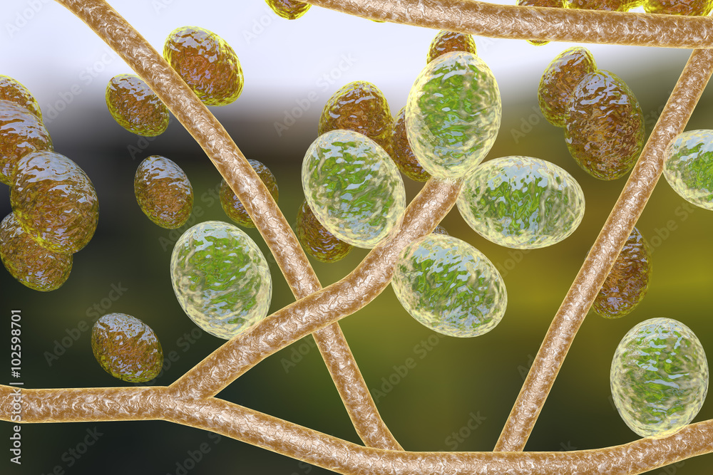 Microscopic illustration of fungi Trichophyton which cause tinea ...