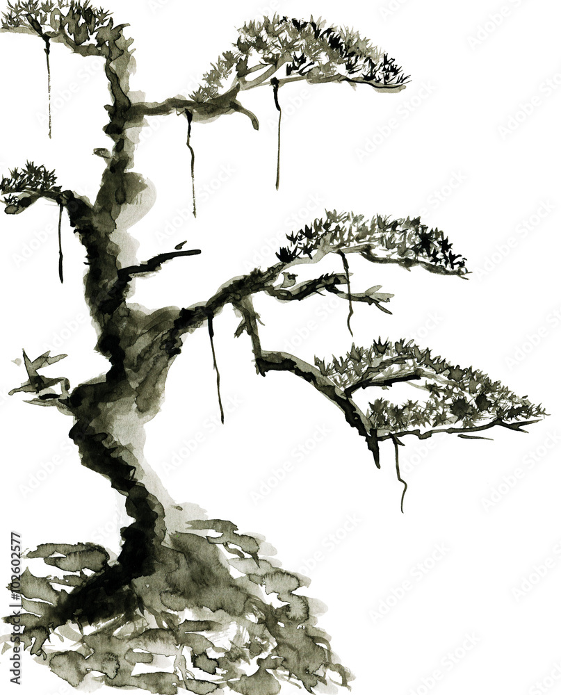 Pine trees isolated on white background. Ink drawing in the Chinese ...