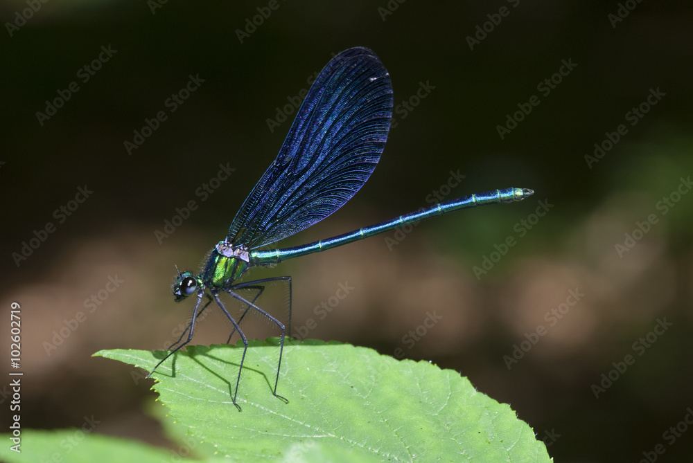 Calopteris virgo libélula azul Stock 写真 | Adobe Stock