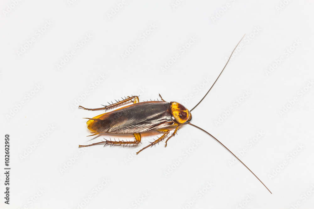 Turkestan cockroach (Blatta lateralis), also known as the rusty red ...