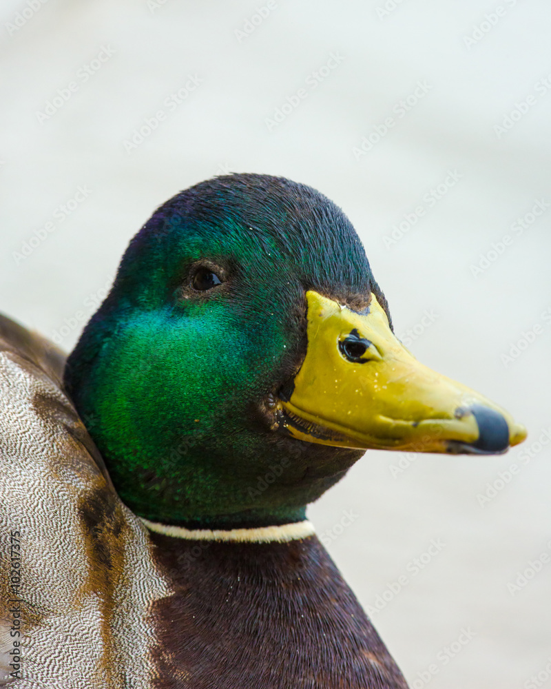 Duck Without Beak