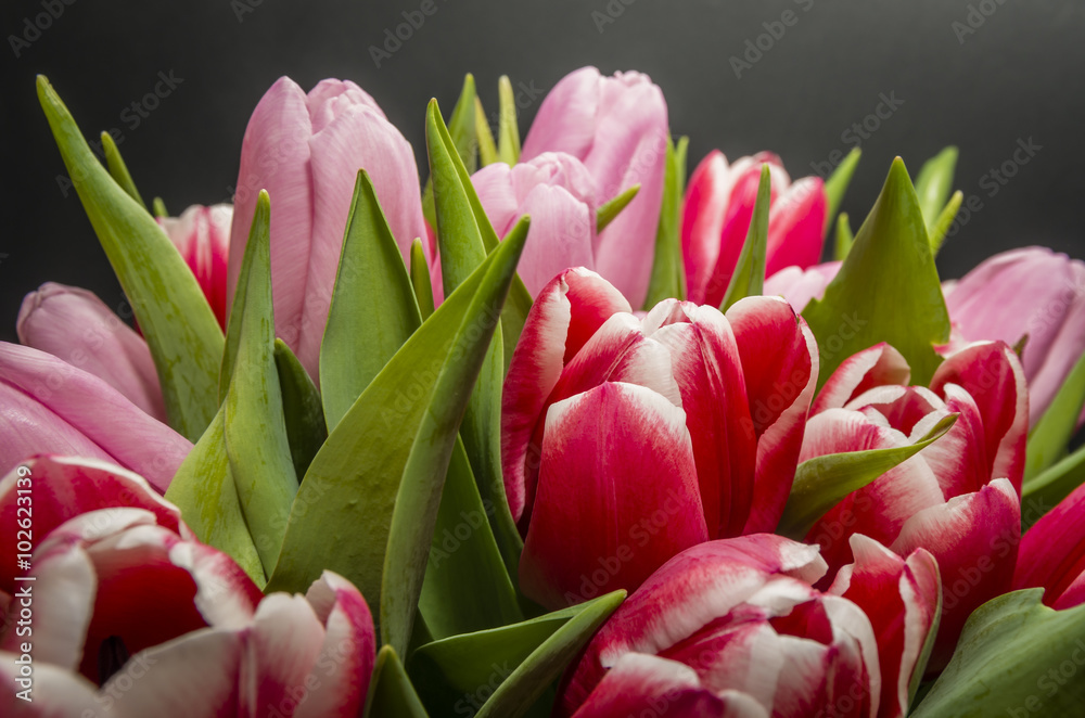 tulips Stock Photo | Adobe Stock