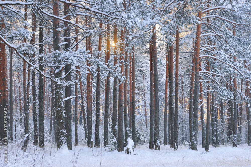 Winter wonderland in a snowy red pine forest illuminated with yellow ...