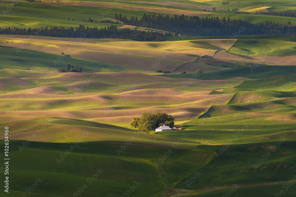 Washington Palouse. The palouse area is a major agricultural area ...
