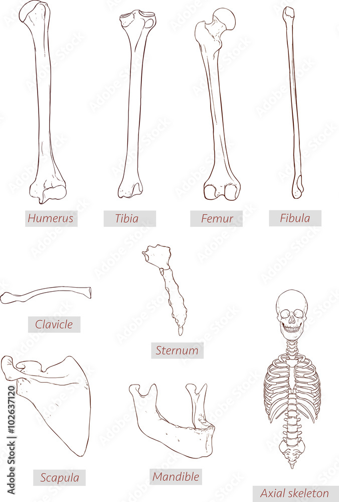 humerus,tibia,femur,fibula,clavicle,sternum,scapula,mandible,axi Stock ...