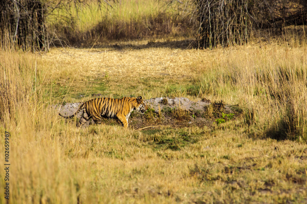 Tiger Hunting Prey