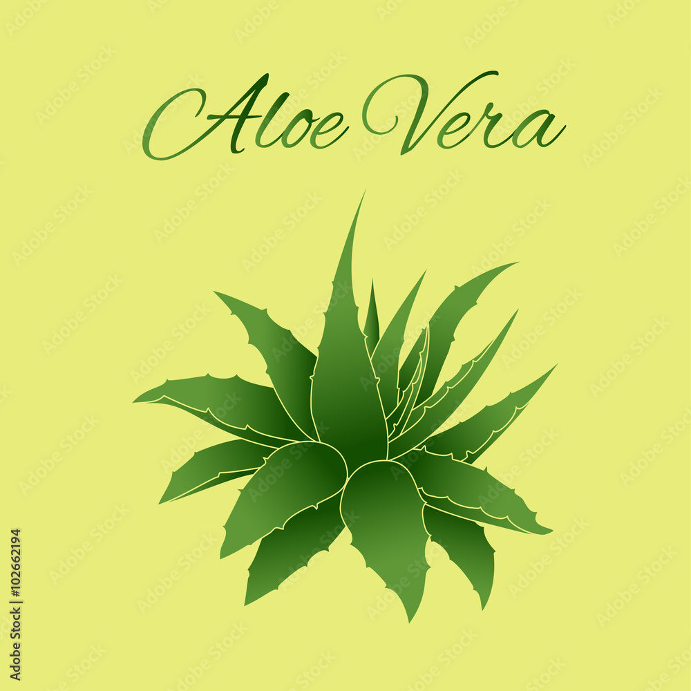 Aloe Vera Stock Vector | Adobe Stock