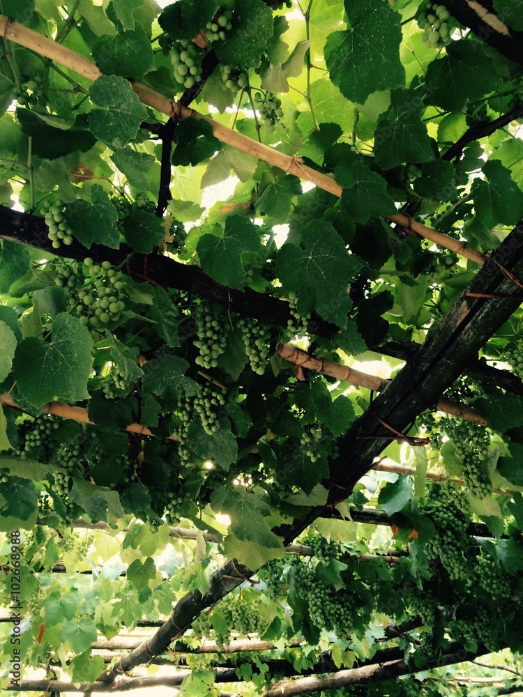 Trauben Stock Photo | Adobe Stock