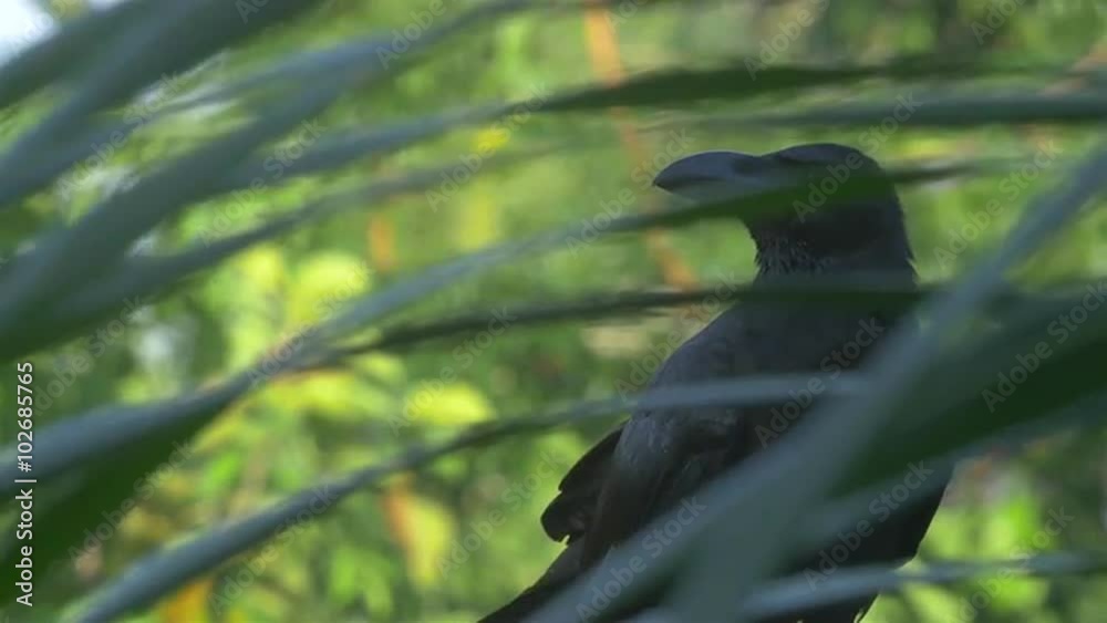 Jungle crow calling in the early morning before flying off. Location ...