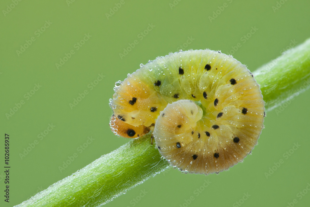 Larva of Hymenoptera on a plant Stock Photo | Adobe Stock