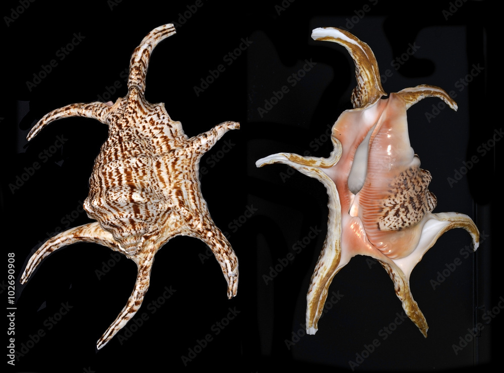 Harpago chiragra (Chiragra spider conch), a species of very large sea ...