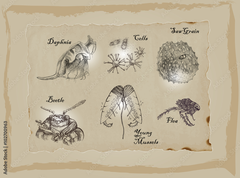 Microorganisms - An hand drawn pack. Freehand drawing. Stock Vector ...