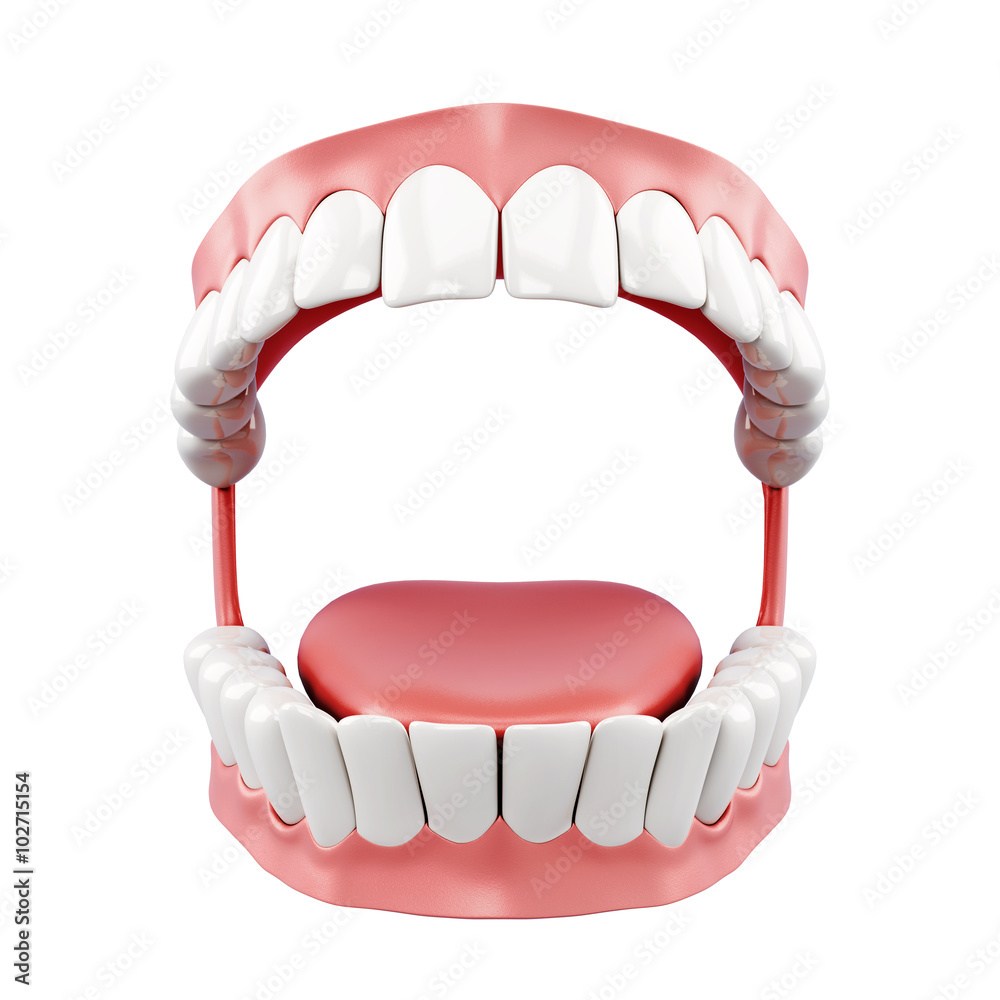 3d model of human jaw on a white background Stock Illustration | Adobe ...