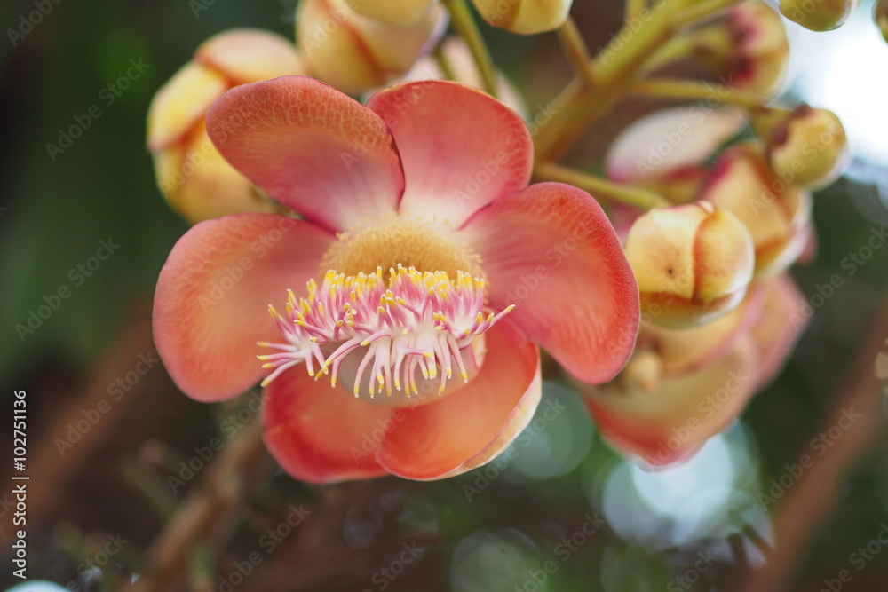 Flower of shorea robusta with green background Stock Photo | Adobe Stock