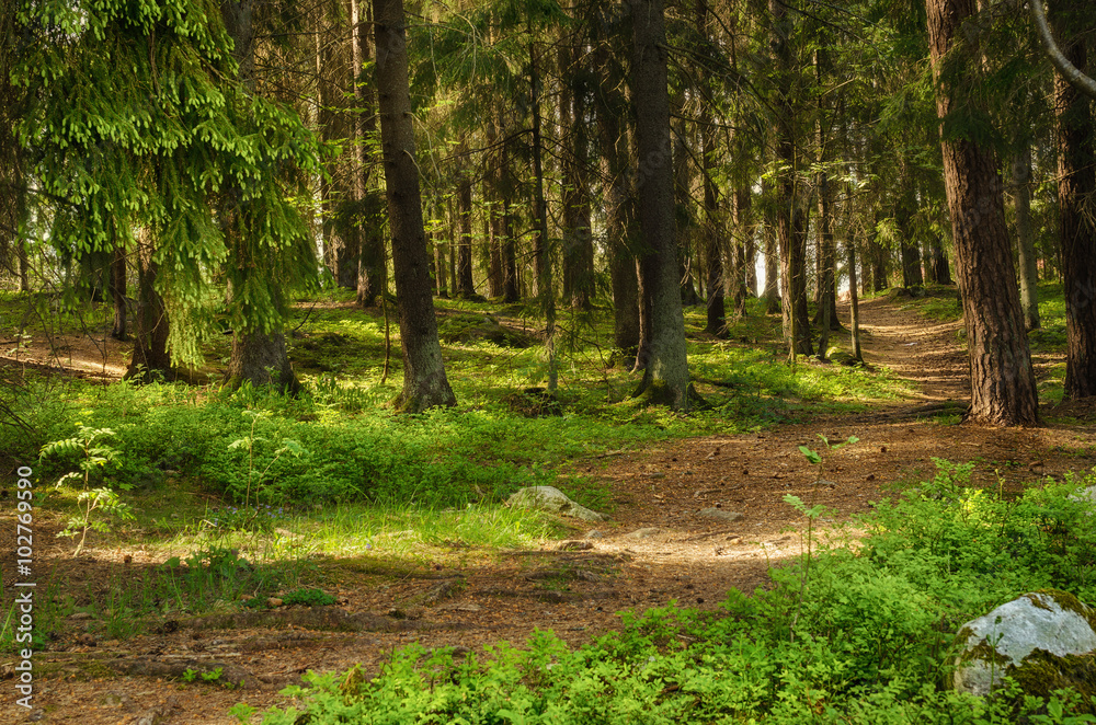 North scandinavian pine forest with path and stones, Sweden natural ...