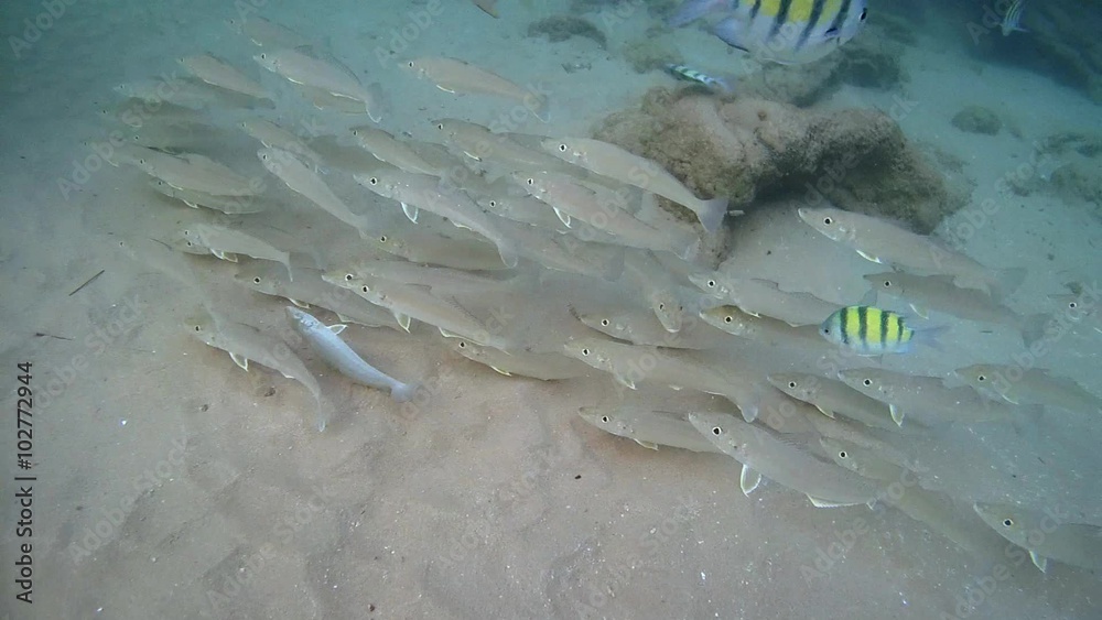 school of fish Silver sillago (Silago sihama) swims over a sandy bottom ...
