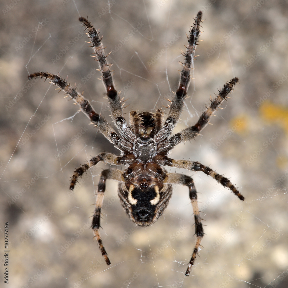 Larinioides sclopetarius spider underside with epigyne.An orb-weaver in ...