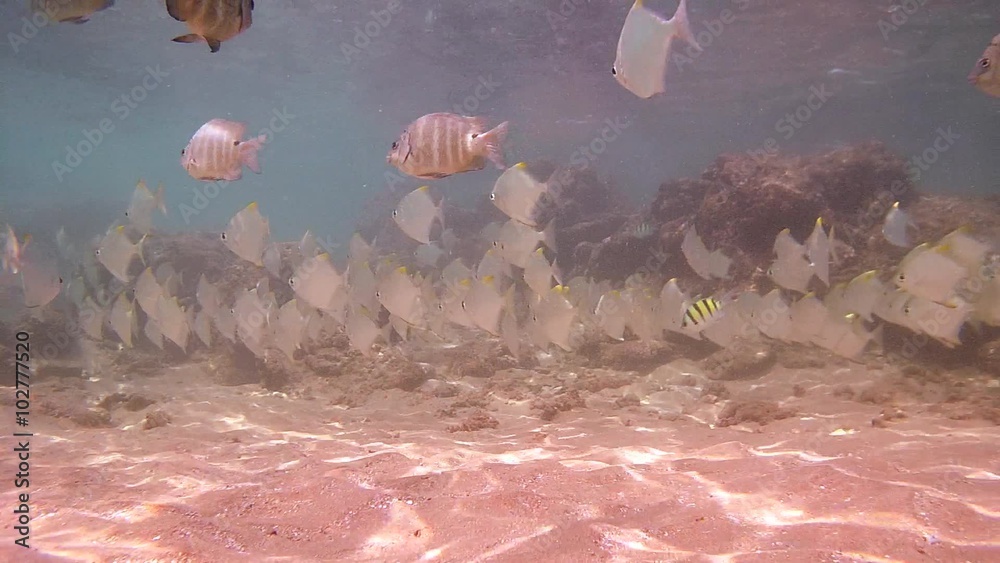 School of fish silver moony (Monodactylus argenteus) and Silver sillago ...