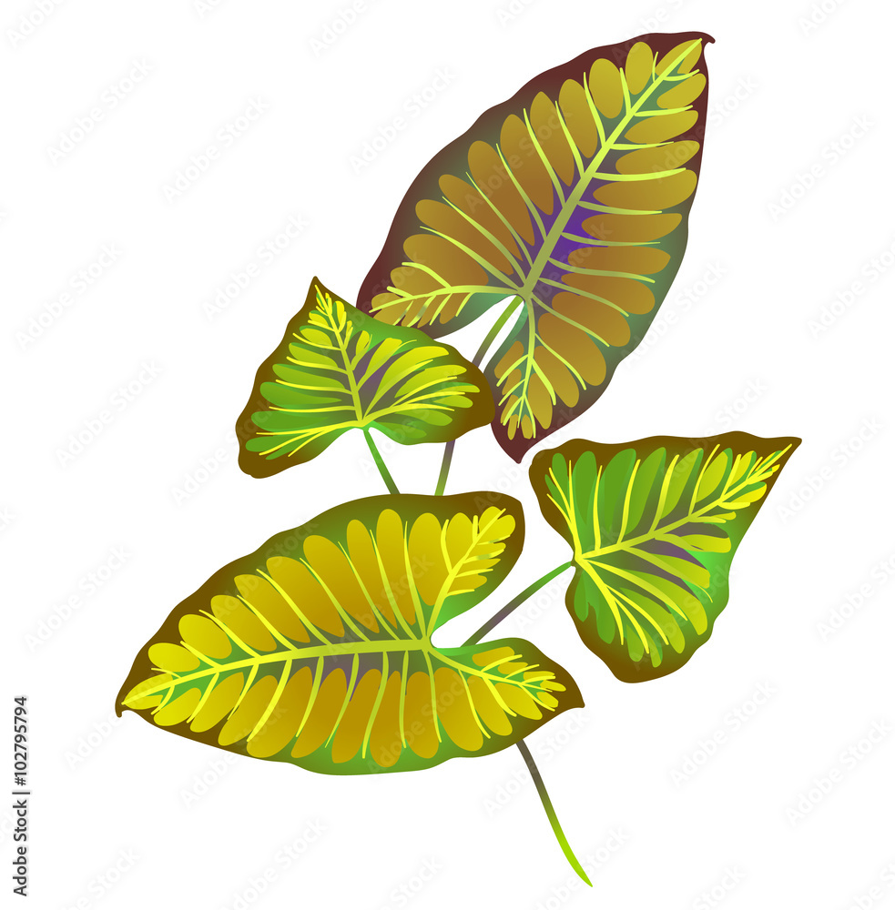 beautiful vector illustrations of "elephant's ear" leaves - a tropical ...