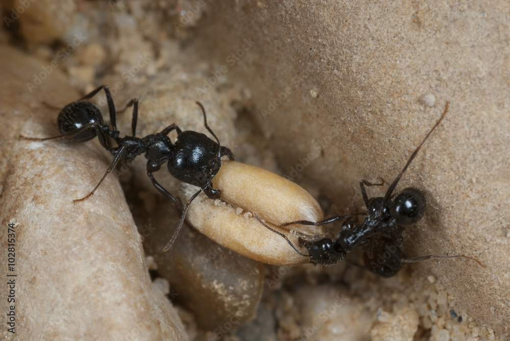 Hormigas Messor barbarus transportan un grano de trigo Stock Photo ...