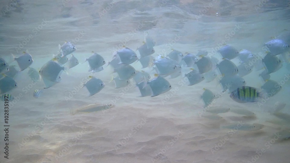 school of fish Malayan angel (Monodactylus argenteus) and Silver ...