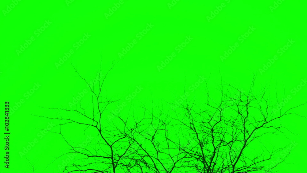 Silhouette of branches green screen Stock Video | Adobe Stock