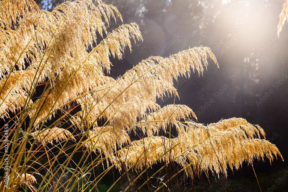 New Zealand native Austroderia grass commonly known as Toetoe or Toitoi Stock 写真 | Adobe Stock