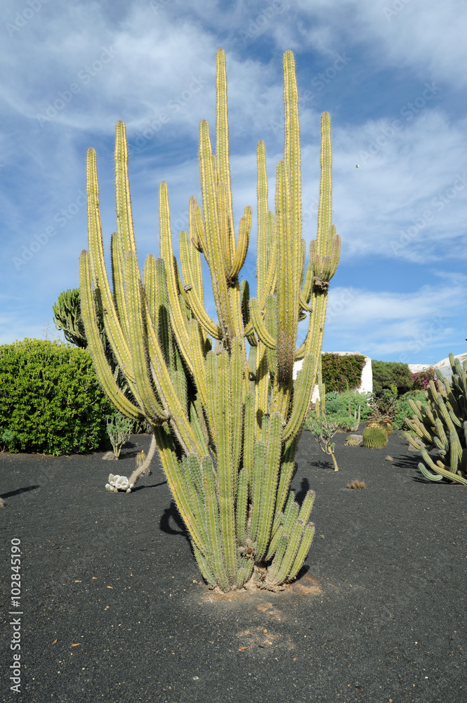 Pachycereus pecten-aboriginum au musée agricole El Patio à Tiagu Stock ...