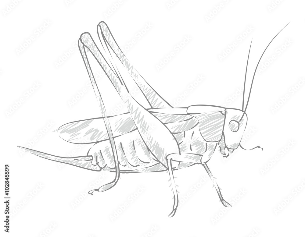 Sketch large locust. Stock Vector | Adobe Stock