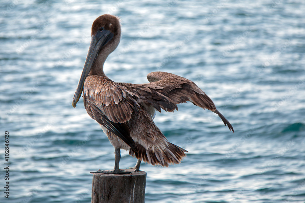 Brown Pelican perching / roosting on fishing dock post on Isla Mujeres ...