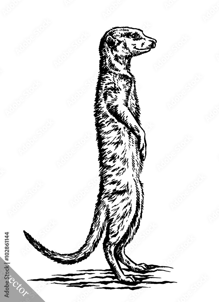 engrave ink draw meerkat illustration Stock Vector | Adobe Stock