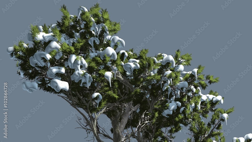 Monterey Cypress Snow on a Top of Tree Coniferous Evergreen Tree is ...