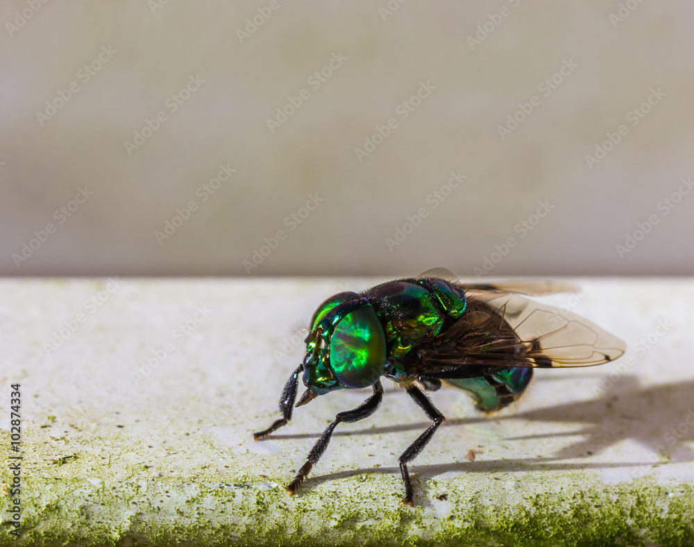 Mosca verde metálico. (Ornidia obesa) Stock Photo | Adobe Stock